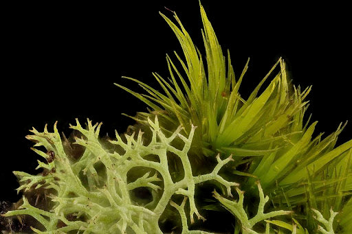 Sea Moss Benefits: A Comprehensive Guide to Its Health Benefits and ...